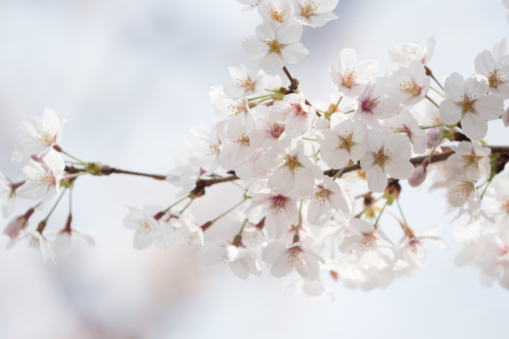 DENKA THERMOSHEET LL (Long Life sheets) | Denka Company Limited